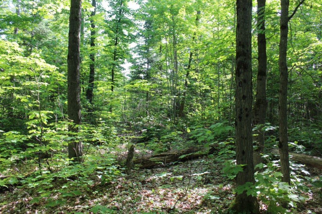 parry-sound-land-for-sale - Dignam Land - Land for Sale in Canada
